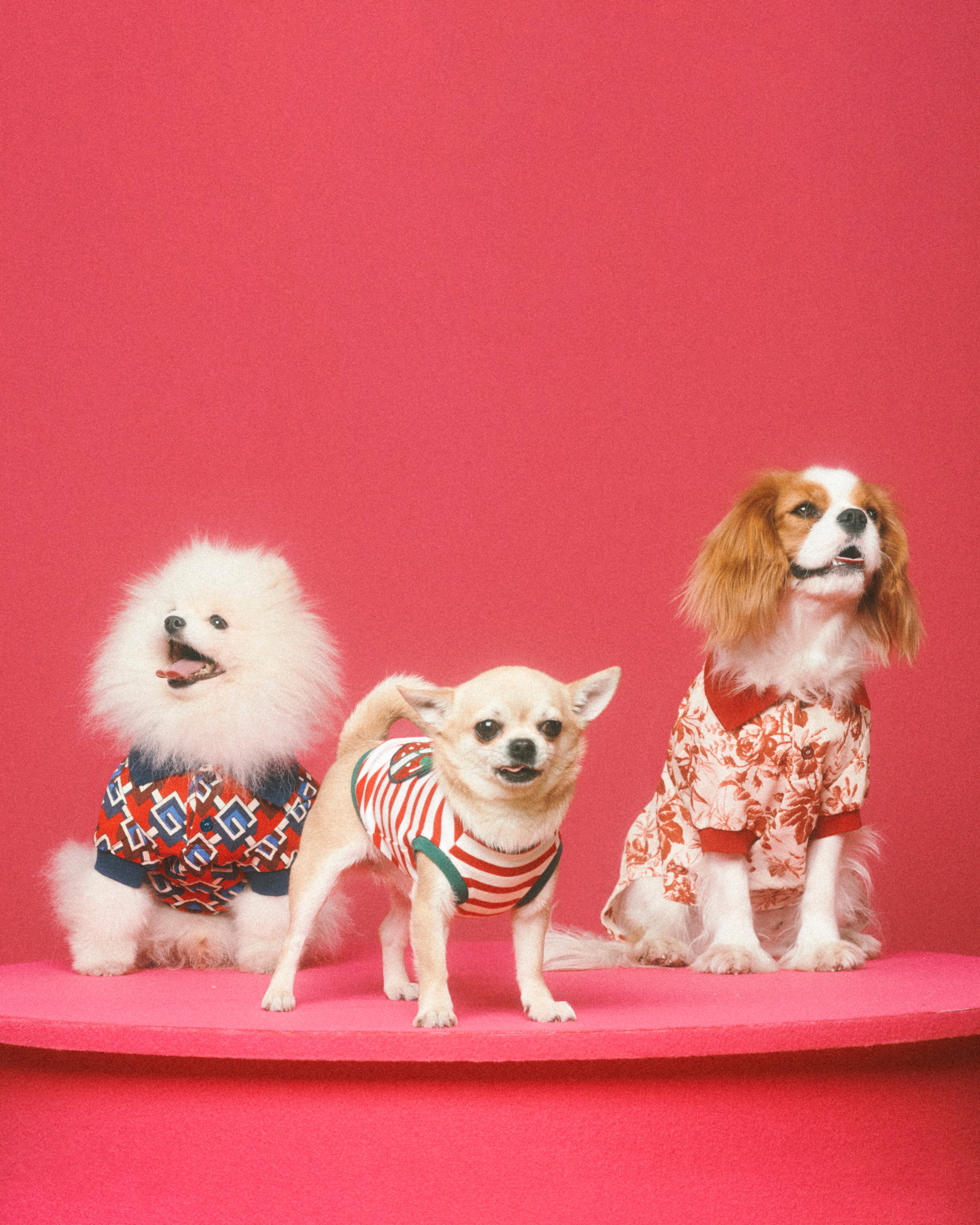 Dans le dressing de... votre chien ! - Janette Magazine