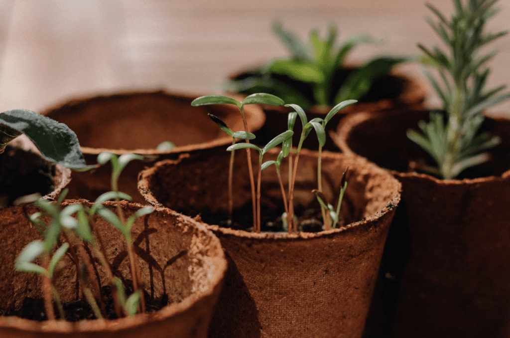 Janeton teste : de la graine à la germination - Janette Magazine